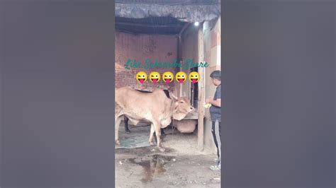 Masterji Kah Rhe H Ii Gaay Ka Dudh Pine Se Ii Cow Feeding Shorts