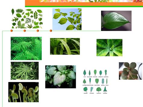 3 1 Plant Structural Anatomy And Physiology Pdf