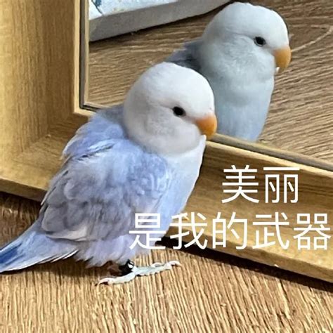可爱鹦鹉照镜子，配文 美丽是我的武器”超萌 一组鸟鸟表情包表情包图片动图 求表情网斗图从此不求人
