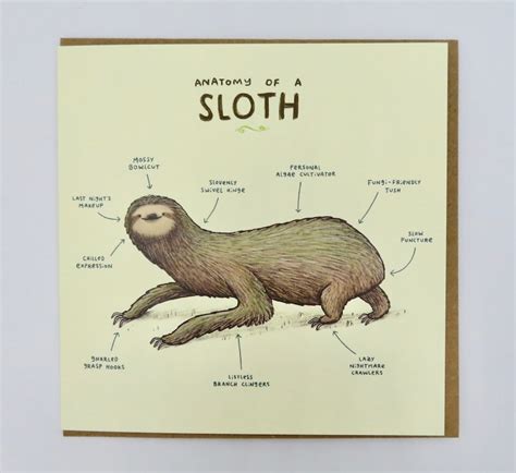 Anatomy Of A Sloth Card Etsy