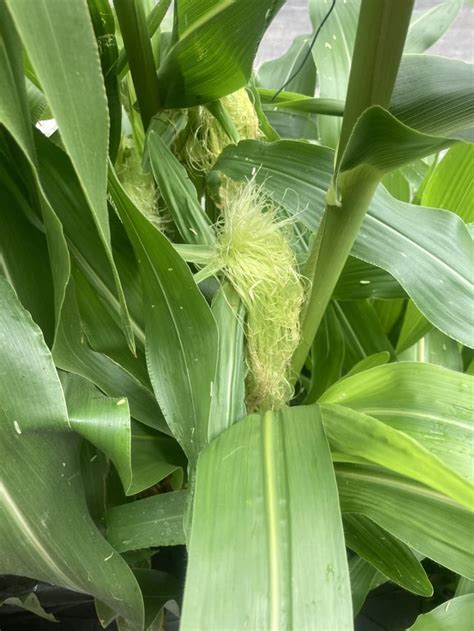 The Corn Ive Been Growing On My 9x5 Balcony In Milkcrates Is Starting To Flower Rgardening