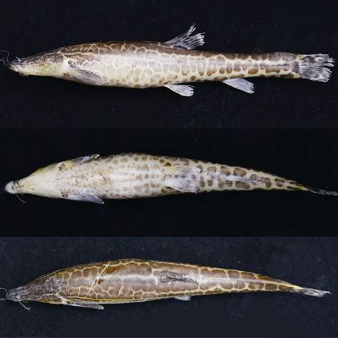 Comparisons Of Characters Among The Eight Troglobiotic Triplophysa