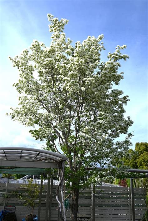 Chinese Fringetree Chionanthus Retusus Flowers Oleaceae Deciduous