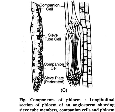 What Is Phloem Explain Its Components Cbse Class 11 Biology Learn