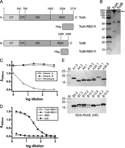 Isolation Of Anti Tcdab V H Hs A Schematic Representation Of Native Download Scientific