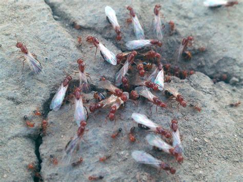 Dspdrews Solenopsis Xyloni Journal [66] Discontinued Ant Keeping Journals Ants