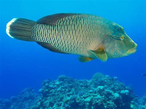 Humphead Wrasse Coral Reef
