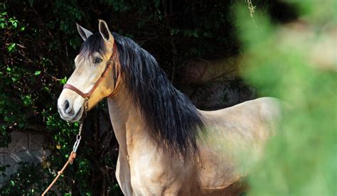 Sooty Buckskin Foal