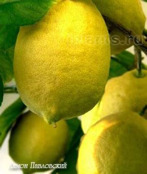 Лимон Lemon комнатный - виды: павловский, мейера, пондероза ...