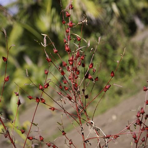 Bamya çiçeği Hakkında 6 Soru • Momentum Sağlık