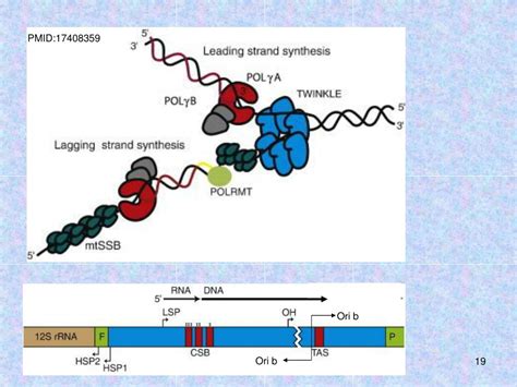 Ppt Dna Pol γ Mt Ssb Single Strand Dna Binding Protein Mt Dna