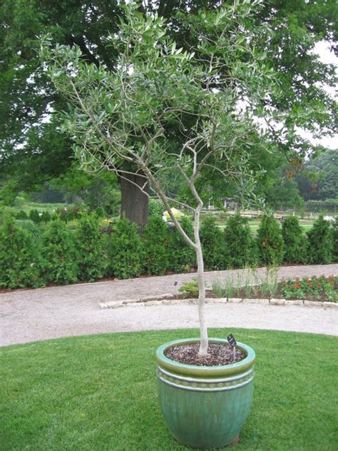 Guide To Growing An Olive Tree In A Pot — Food Garden Life Edible