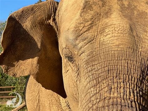 In Loving Memory Of Pocha Global Sanctuary For Elephants