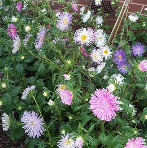 Aster Giant Ray Mix Seeds The Seed Collection