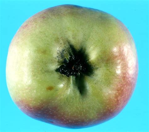 Comstock Mealybug Integrated Pest Management