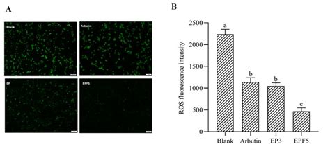 B16 Cells Treated With Distilled Water Arbutin Enteromorpha Prolifera
