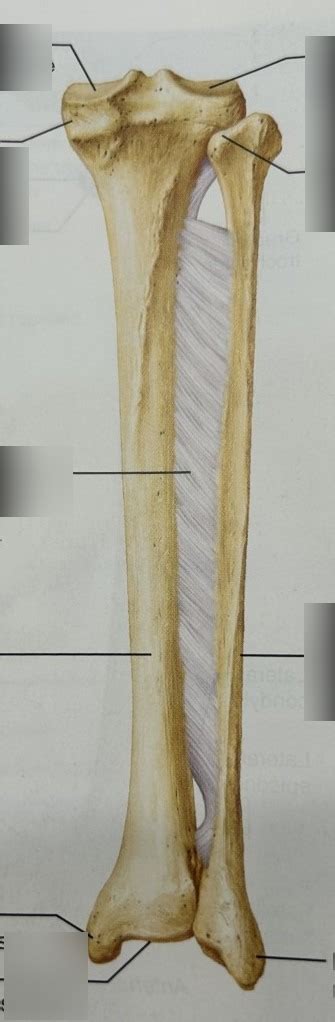 Posterior View Of Tibia And Fibula Right Diagram Quizlet