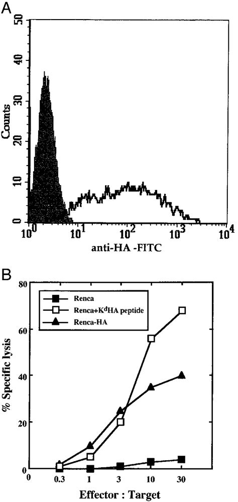 A Expression Of Ha By Renca Tumor Cells Renca Shaded Area And Download Scientific Diagram