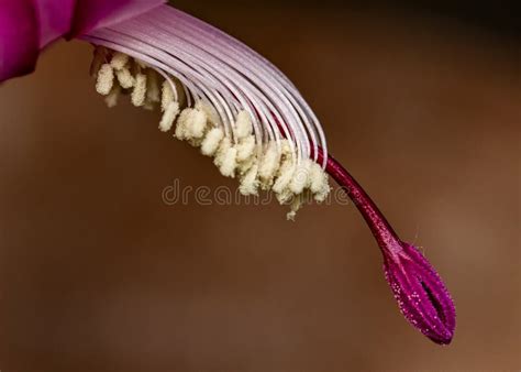 Truncata Van Bloemschlumbergera Details Van De Meeldraad En Stamper