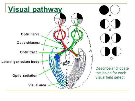 Презентация зрительный нерв