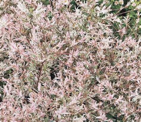 Dappled Willow Winter