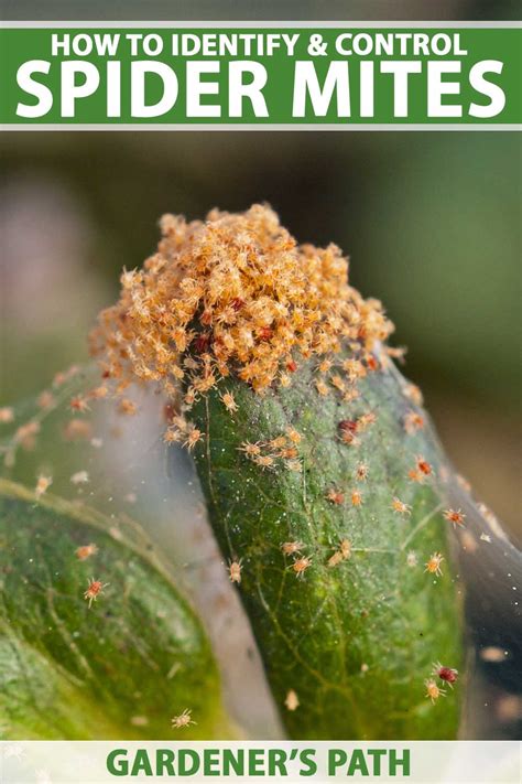 How To Detect And Control Spider Mite Infestations Axe Newsroom