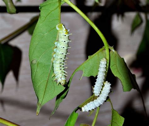 Mis Samia Ricini Fauna Exótica