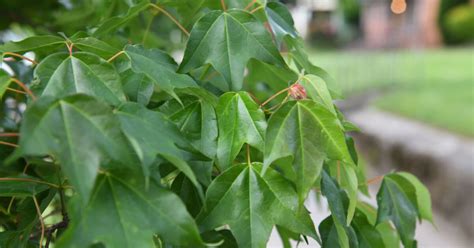 Trident Maple Shelby Arboretum