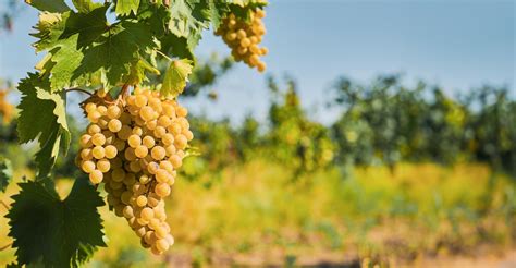 Effective Weed Control Of Invasive Or Glyphosate Resistant Weeds