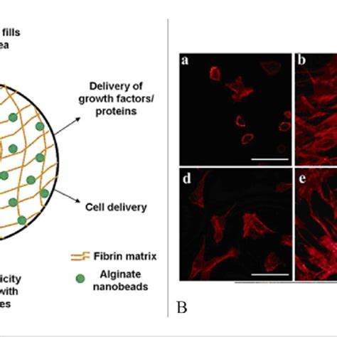 Modification Of Fibrin Hydrogels With Natural Polymers A Elastic