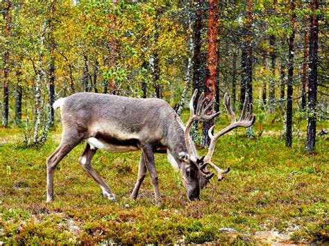 Wildlife Tour In Finland Responsible Travel