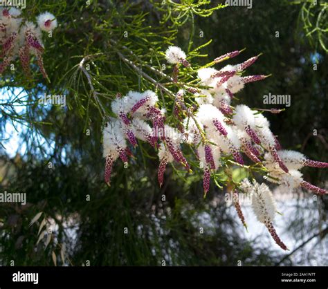 Fluffy White Flowers Of Australian Melaleuca Linariifolia Snow In