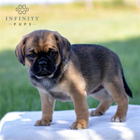 Puggle Puppies For Sale Infinity Pups