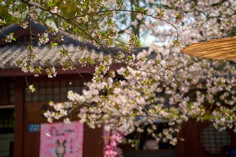 Cherry Blossoms In Yuantouzhu Scenic Area In Chinas Wuxi Photos