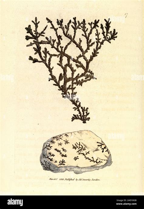 Dendritic Copper Mineral 19th Century Illustration Of A Mineral