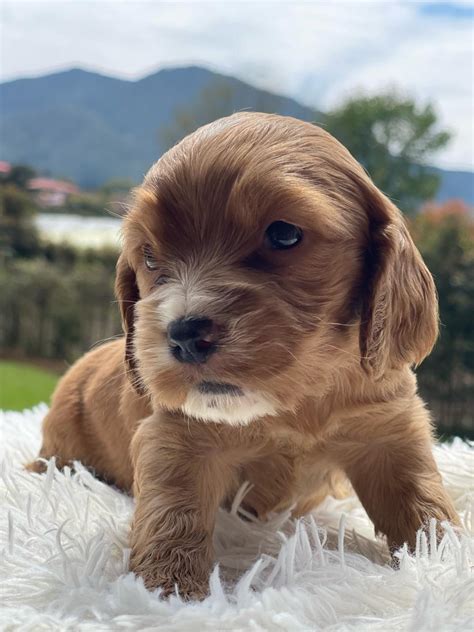 Cocker Spaniel Precio