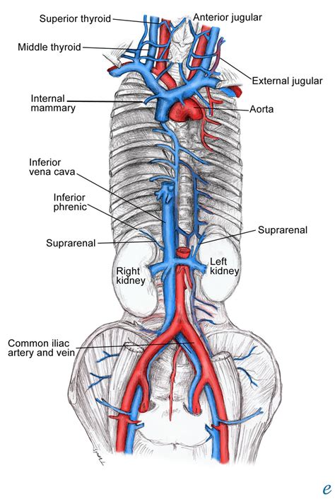 Vena Cava Superior