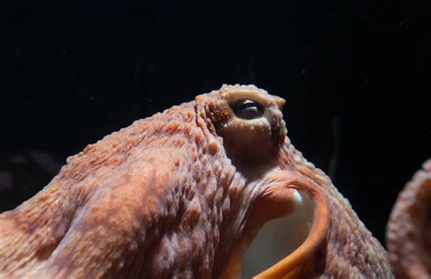 Giant Pacific Octopus Oregon Coast Aquarium