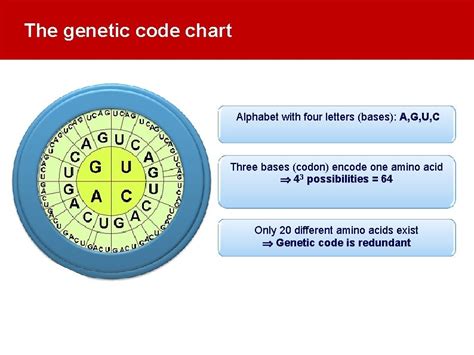 Comenius Meeting Vienna 2014 Dna Deoxyribonucleic Acid Dna