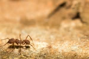 Nautical Mile Vs Mile Whats The Difference And When To Use Each For