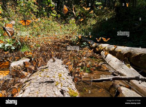 Mexico State Of Michoacan Angangueo Monarch Butterfly Biosphere
