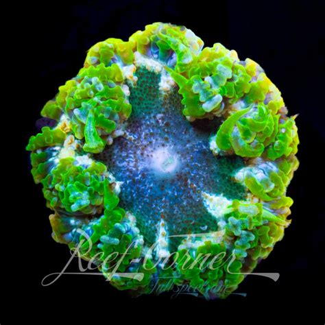 Crucifer Rock Anemone Reef Corner Europe