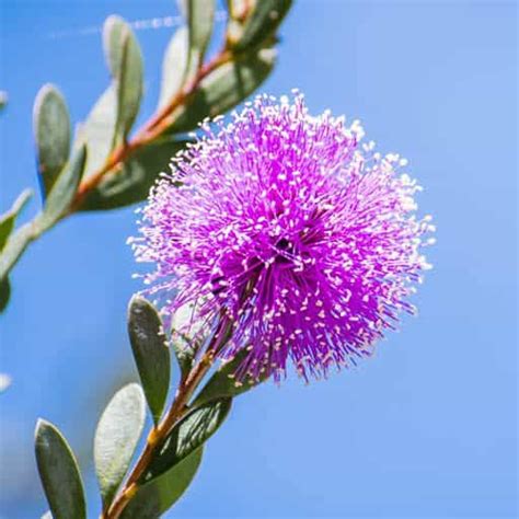 Pink Melaleuca Flowering Trees Moon Valley Nurseries