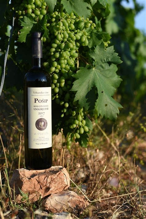 Top 10 Croatian Wines Adriatic Boat Charter Windrose And Sailing