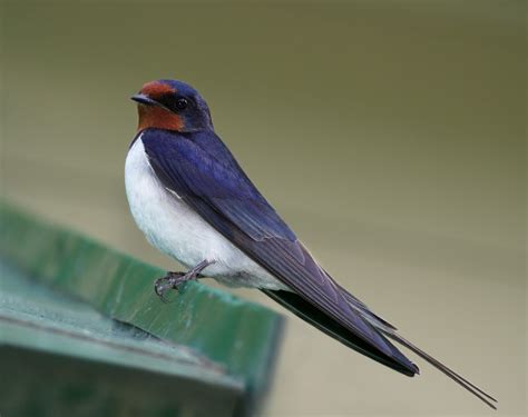 What Is The Barn Swallow Mating Ritual Birdful