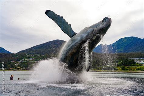 Tahku A Bronze Sculpture Of A Breaching Humpback Whale In The Middle Of An Infinity Pool