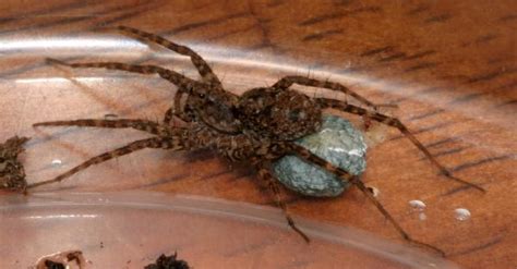 Wolf Spider Eggs Wolf Spider Bites Man Lays Eggs On His Toe During
