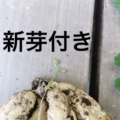 カラスウリ芽付球根 烏瓜球根 根塊 植えるだけ 白い花 メルカリ