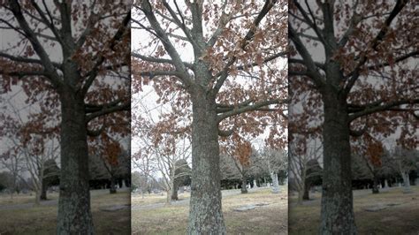 15 Types Of Oak Trees You Can Plant In Your Yard