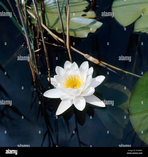 Nymphaea Alba The Lilly Nenuphar Nenuphar Nymphaea Alba Nymphaeaceae Quiet Water Eurasia Lotus